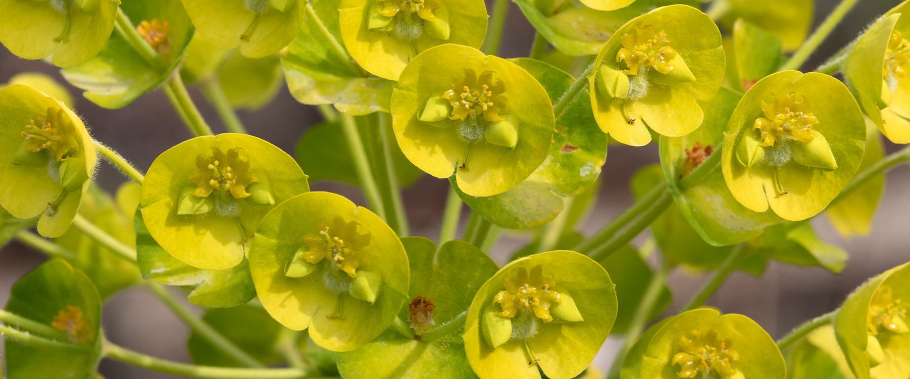 6 Types of Blooming Flowers Perfect for Different Seasons - Haus & Garten®