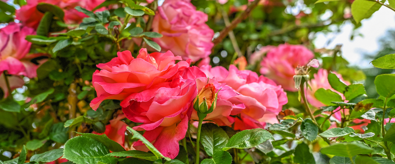 8 Steps To Pruning Your Roses For More Blooms This Summer - Haus & Garten®