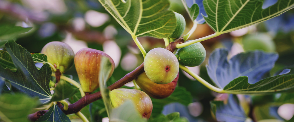 How to Prune Fig Trees - Haus & Garten®