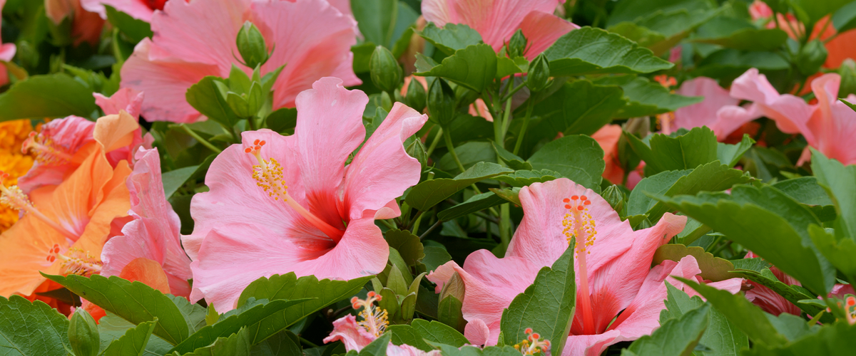 What You Need To Know When Pruning Hibiscus - Haus & Garten®